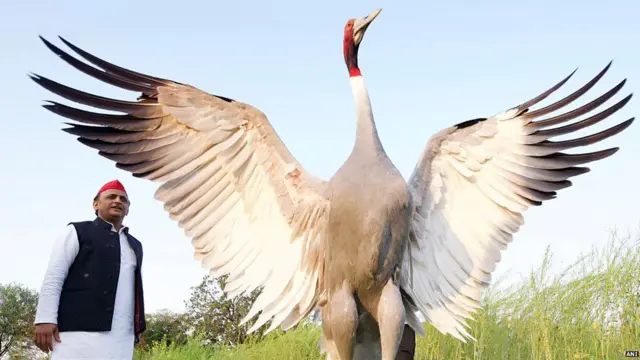 उत्तर प्रदेश में क्यों हो रही है सारस पर सियासत? - BBC News हिंदी