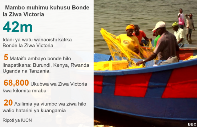 Samaki wanaoishi ziwa Victoria wamo hatarini kuangamia - BBC News Swahili