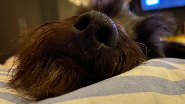 'Leão na jaula': como anda a vida do ex-presidente Lula, segundo amigos ...