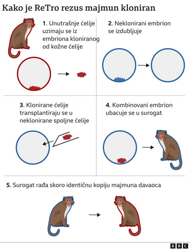 Nauka: Kloniran rezus majmun da bi se ubrzala medicinska istraživanja ...
