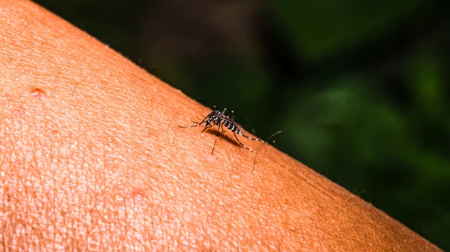 Dengue fever in Nigeria: Wetin be Dengue fever wey don infect some pipo ...