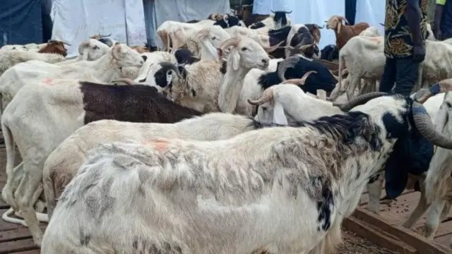 Babbar Sallah: Yadda tsadar raguna ke tsorata masu son layya a Najeriya ...