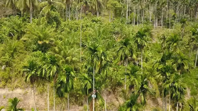 Perempuan Aceh panjat 60 pohon pinang sehari demi hidupi keluarga - BBC ...