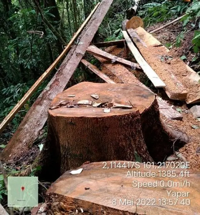 Banjir Sumbar ungkap praktik 'deforestasi yang makin luas di Taman Nasional Kerinci Seblat ...