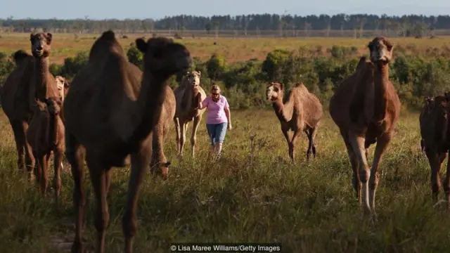 Bagaimana unta Timur Tengah membangun pedalaman Australia - BBC News ...