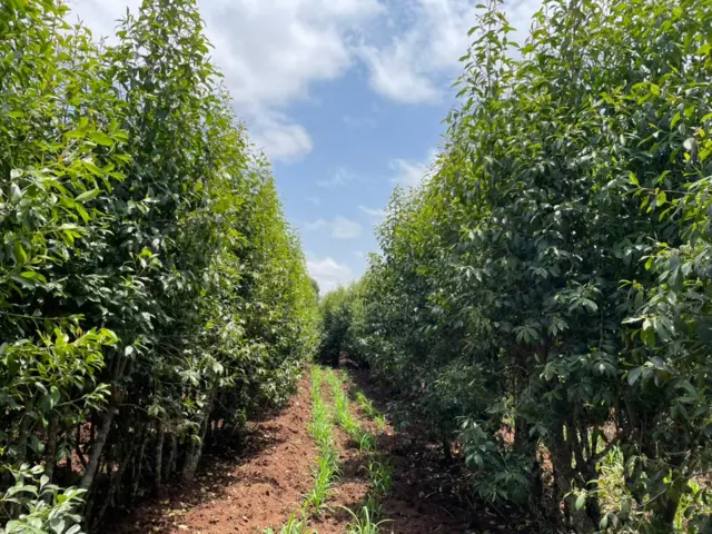 Rakkoo gabaa jimaafi komii qonnaan bultoota Harargee - BBC News Afaan ...