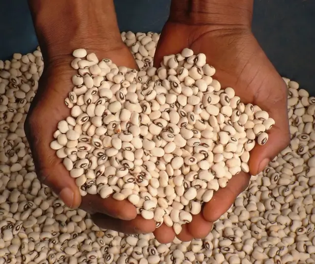 Haricots : Pourquoi peuvent-ils être la solution à de nombreux ...