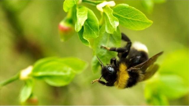 Perjuangan lebah bertahan dari kepunahan - BBC News Indonesia