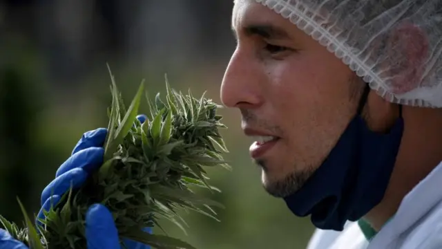 Por qué no ha resultado tan rentable cultivar marihuana en América Latina (y quiénes dominan el ...