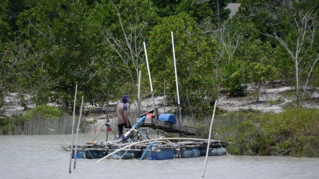 Konflik buaya dan manusia di Indonesia terparah di dunia, ratusan orang kehilangan nyawa ...