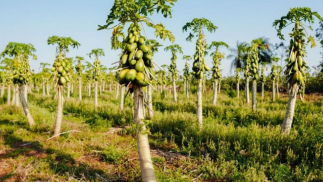 Pawpaw: Wetin you suppose know about di nutritional values of Pawpaw ...