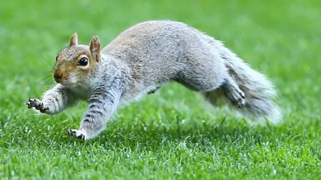Benin - Footaball: Guhindura izina ikava ku Inkima ikitwa 'Cheetahs ...