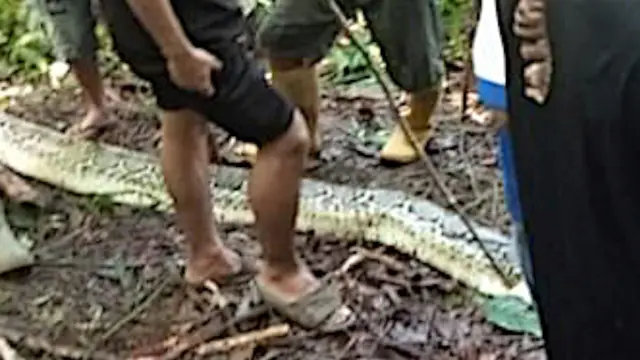Python yariye umugore wo muri Indonesia – abahinga bavuga ko guhonya amashamba bituma inzoka ...