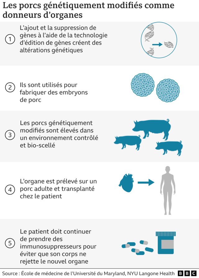 La xénotransplantation : les porcs sont-ils l'avenir des ...