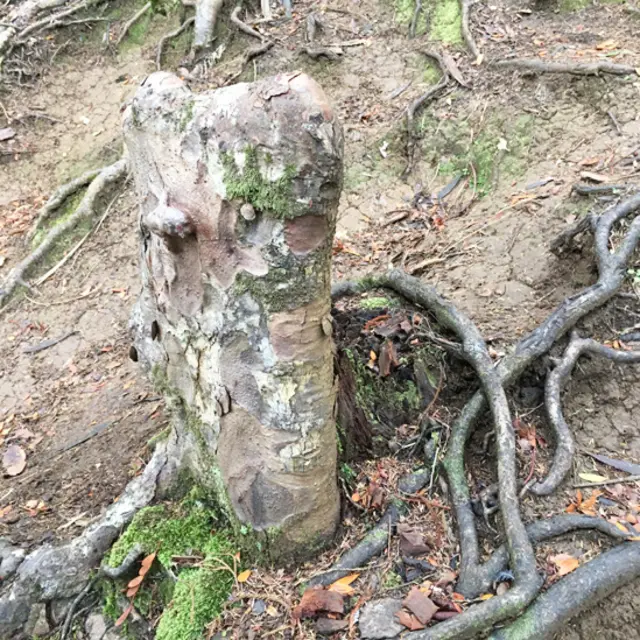 El increíble resto de árbol moribundo que se mantiene vivo gracias a ...