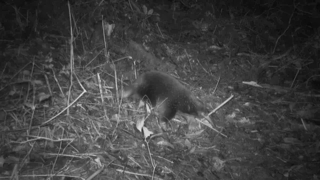 Papua: Tujuh suku pelindung gunung dan laut di Pegunungan Cycloop - BBC ...