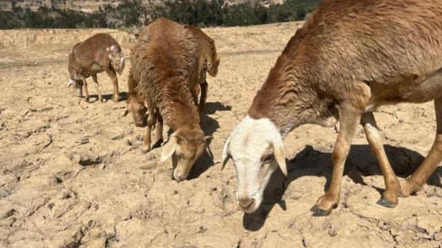 'Midhaan facaafnee hin biqilin hafe, beelaan dhumaa jirra' - Qonnaan ...