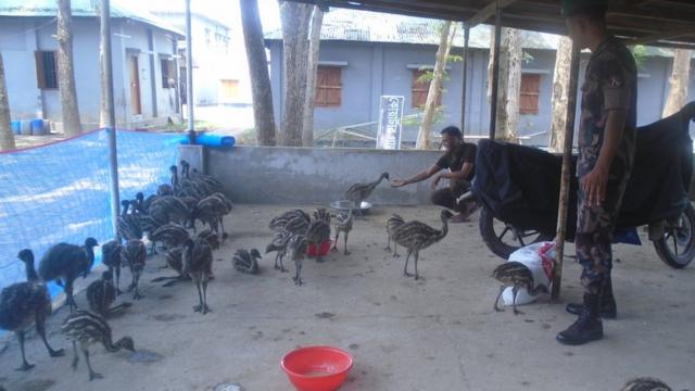 সীমান্ত দিয়ে বাংলাদেশে এমু পাচার হচ্ছিল কেন ? - BBC News বাংলা