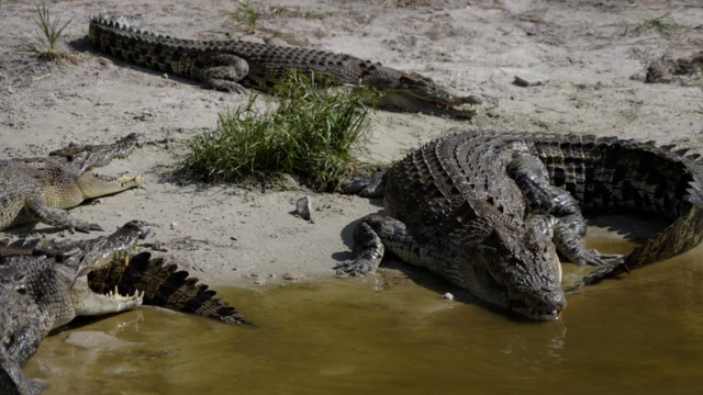 Konflik buaya dan manusia di Indonesia terparah di dunia, ratusan orang kehilangan nyawa ...