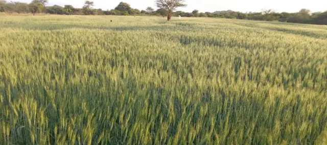 'Kanaan dura lafa qotuu suuraa qofaan argaa turre' - Horsiise bultoota ...