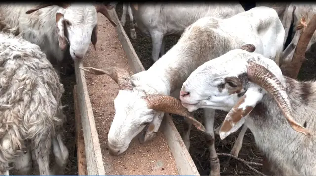 Kun san farashin ragunan layya a Abuja? - BBC News Hausa