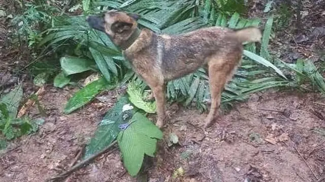 Sareen ijoollee balaa xiyyaaraa booda bosona Amaazoon keessa badan akka ...