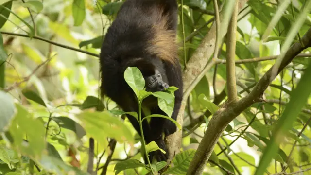 El misterio de los monos de Costa Rica que se están volviendo amarillos ...