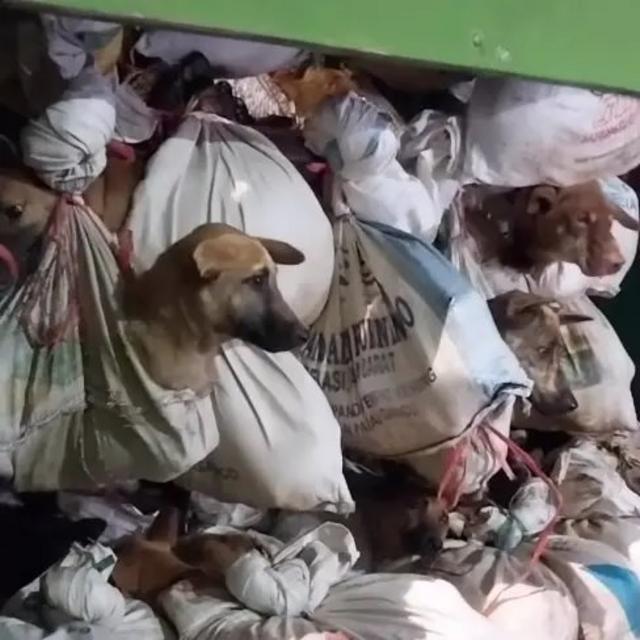 Korea Selatan resmi larang perdagangan daging anjing, bagaimana di ...