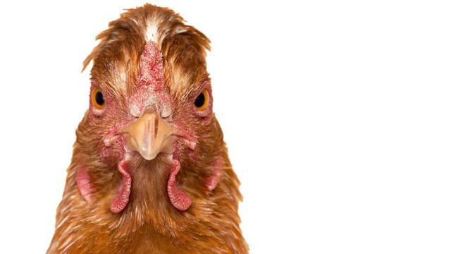 Cómo un estudio sobre los traseros de los pollos desveló el misterio de ...