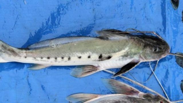 Como a luta para salvar botos revelou cadeia de contaminação e doenças ...