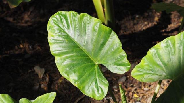 Cocoyam health benefits for di body - BBC News Pidgin