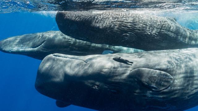 Cachalots : les scientifiques apprennent à parler le langage des cétacés - BBC News Afrique