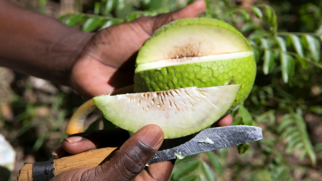 Di Jamaika, buah sukun padat nutrisi jadi bahan makanan serba guna yang ...