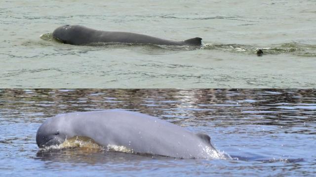 IKN dan Teluk Balikpapan: Pesut pesisir ‘tinggal kenangan’ jika tidak ...