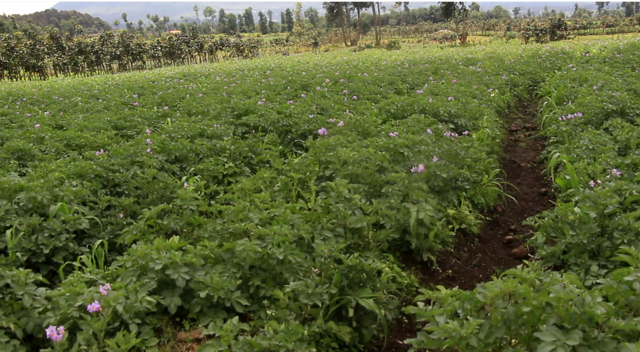 Imvo n’Imvano ku izamuka rikabije ry’ibiciro by’ibiribwa mu Rwanda ...