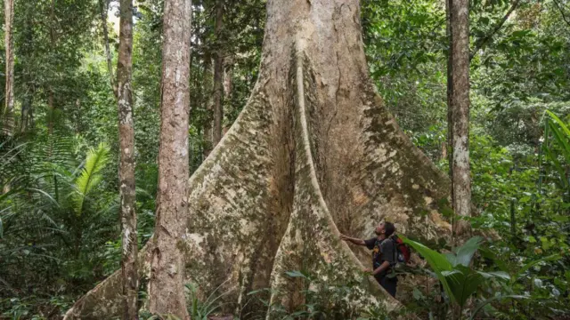 Pertambangan nikel: Nasib masyarakat adat O'Hongana Manyawa di sekitar ...