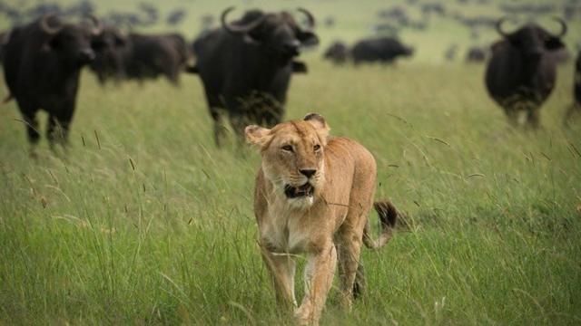 Lion King dan mitos-mitos keliru tentang singa - BBC News Indonesia