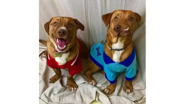 Собаку з перекошеною мордою врятували від смерті - BBC News Україна