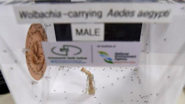 Nyamuk Wolbachia: Pro-kontra cara atasi DBD di Bali - Apakah aman dan bagaimana dampak jangka ...