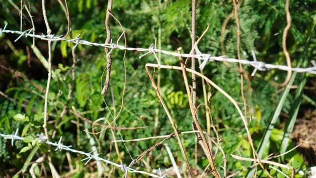 Masyarakat adat Adi, penyelamat 'sapi berponi' di Himalaya yang ...