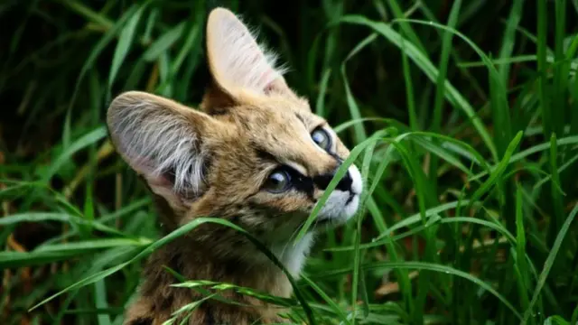 ¿Cuáles son los animales que pueden saltar más alto? - BBC News Mundo