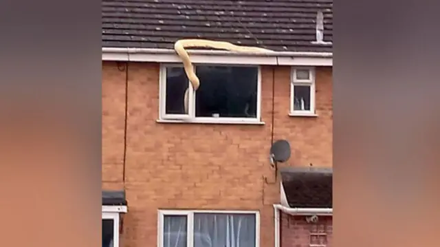 Jawween meetira 5 dheeratu mana namaa seenaa ture naasuu uume - BBC ...