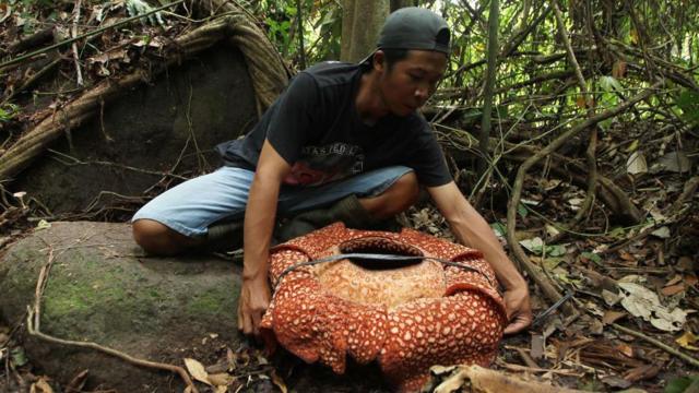 Bungai Rafflesia: 42 spesies terancam punah, ilmuwan desak tindakan ...