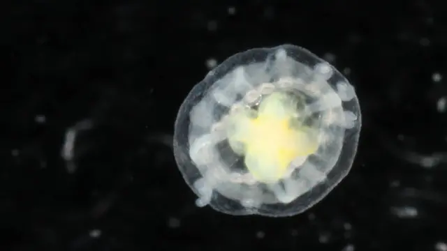 La ley Gompertz-Makeham, el modelo matemático que calcula cuánto pueden vivir los humanos - BBC ...