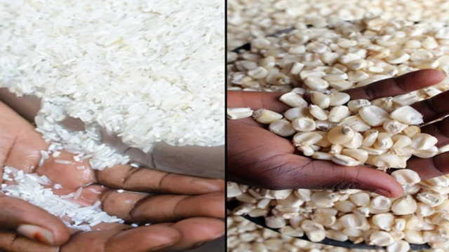 Farashin masara da shinkafa ya fara sauka a kasuwannin arewacin ...