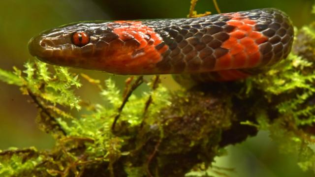 Las increíbles especies descubiertas en un valle escondido de Bolivia ...
