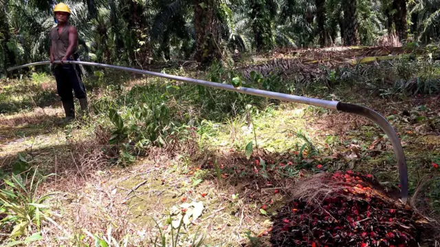 Lingkungan: 'Orang dalam' diduga muluskan bisnis biodiesel dan sawit para konglomerat - BBC News ...