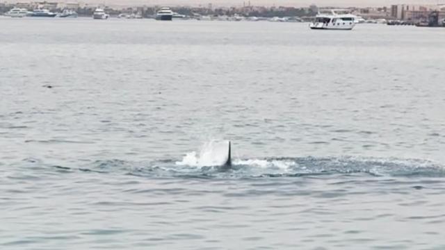 Ajkula napala i ubila muškarca u Hurgadi, egipatske vlasti privremeno zabranile sve aktivnosti u ...