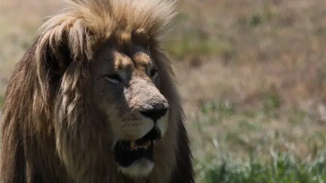 Maswali mengi kuhusu kwa nini simba jike akamuua mwenzake baba wa wana ...