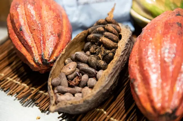 Cokelat sekelas 'Rolex' berasal dari pohon kakao paling langka di dunia ...